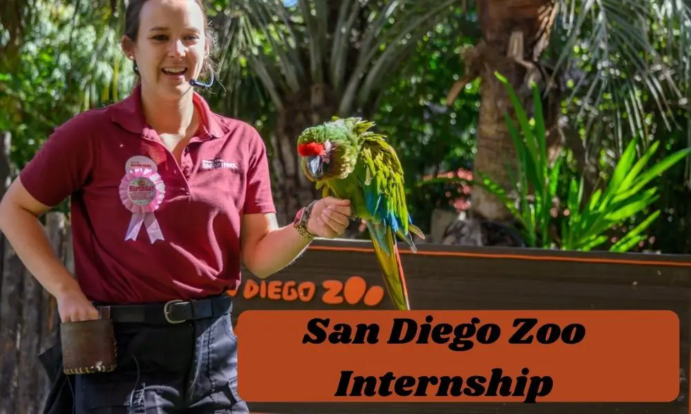 San Diego Zoo Internship